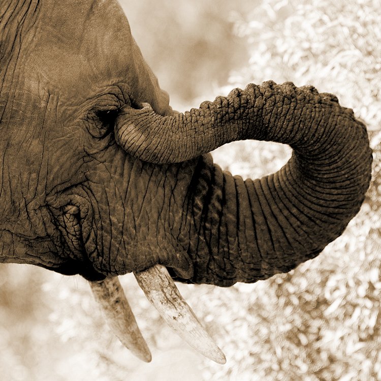 Gallery – Wildlife in Sepia – Dominic Price