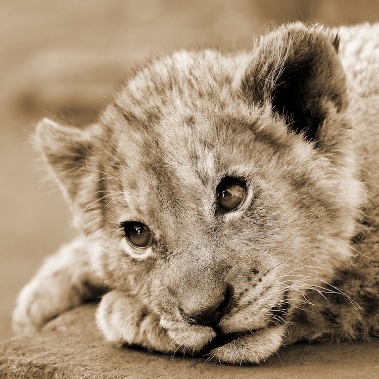 Dominic Price – PHOTOGRAPHY