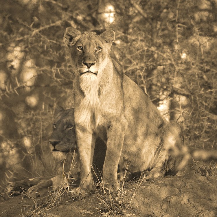 Gallery – Wildlife in Sepia – Dominic Price